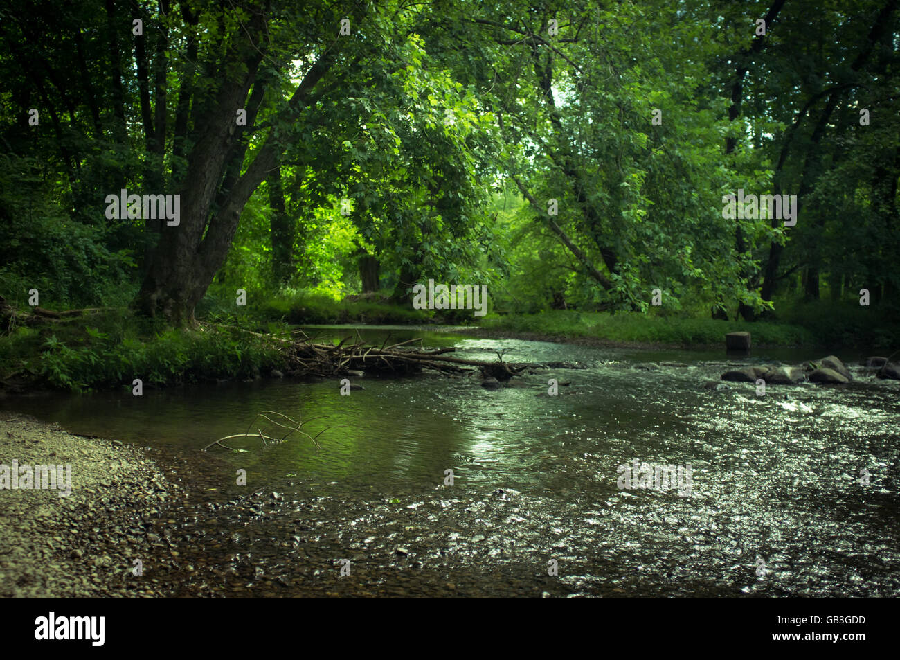 Magical summer swamp deep in the forest with leaning oak trees creating ...