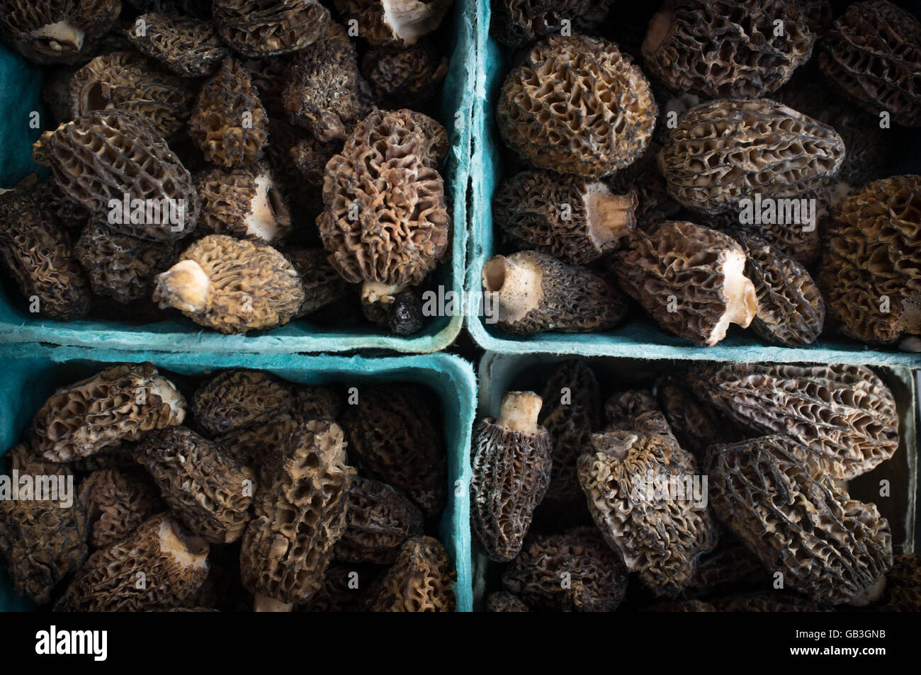 Closeup pile of gourmet morel mushrooms at local farmers market Stock ...