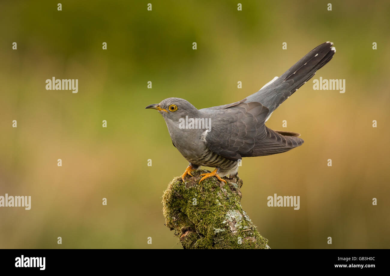 Eurasian cuckoo hi-res stock photography and images - Alamy