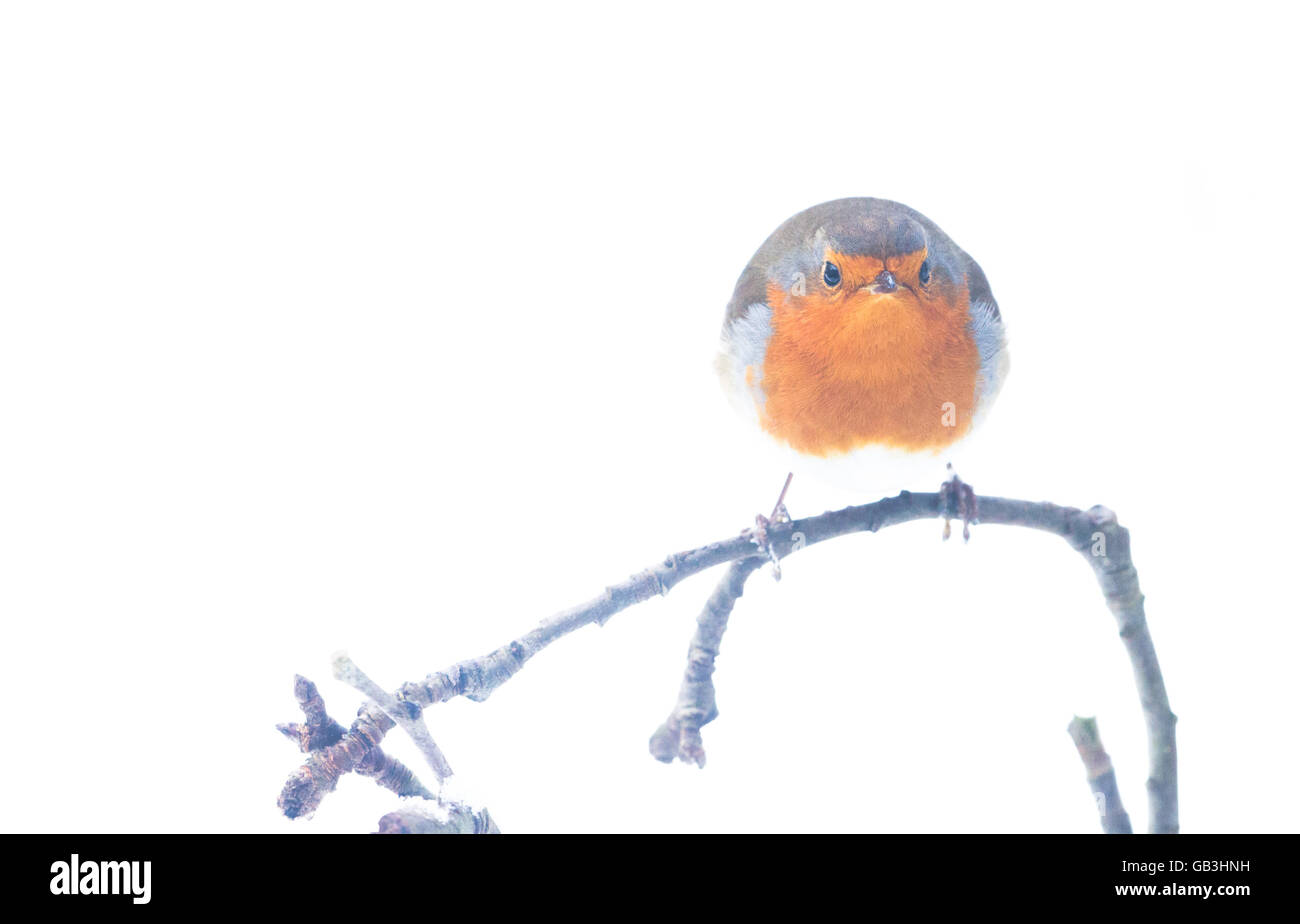 Grumpy robin hi-res stock photography and images - Alamy