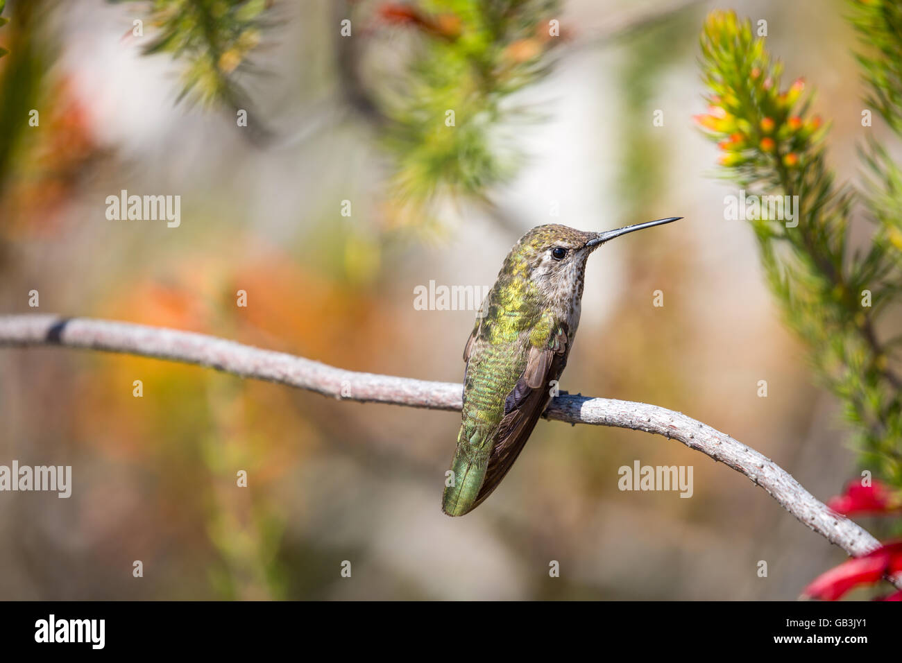 Female anna hummingbird hi-res stock photography and images - Alamy