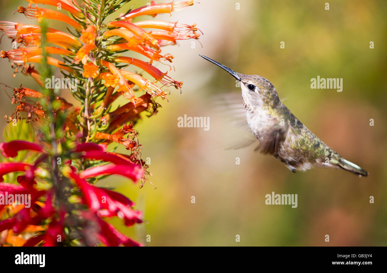 Female anna hummingbird hi-res stock photography and images - Alamy