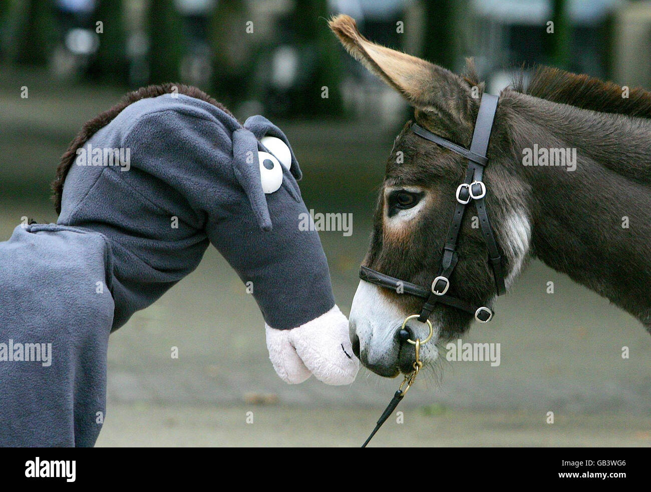 Donkey sanctuary adopt a donkey hi-res stock photography and images - Alamy