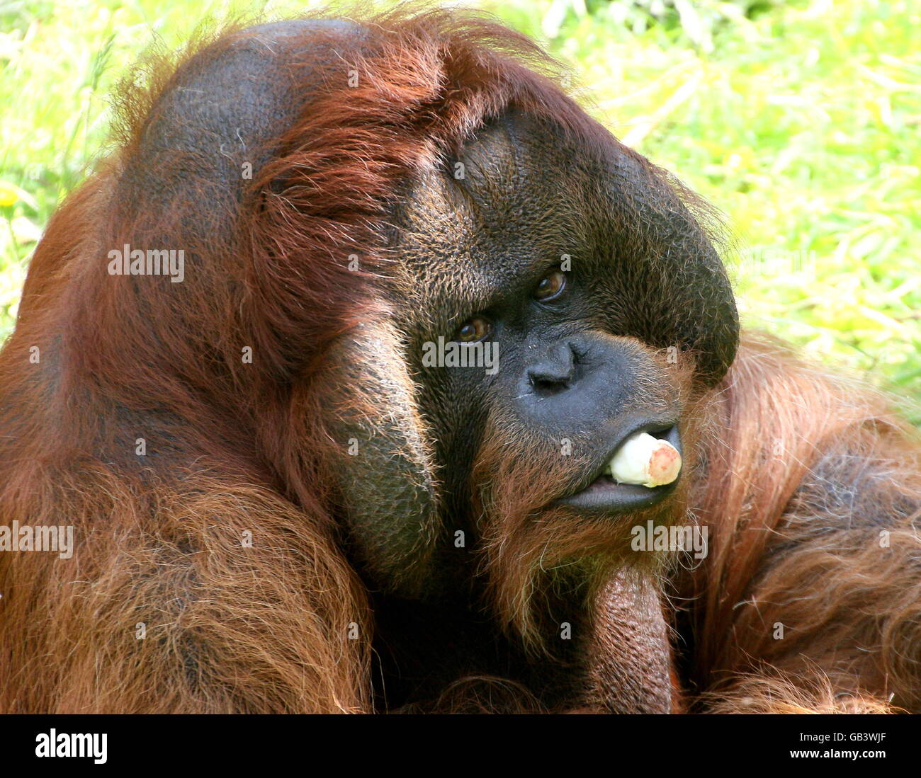 Good-natured alpha male Bornean orangutan (Pongo pygmaeus) eating ...