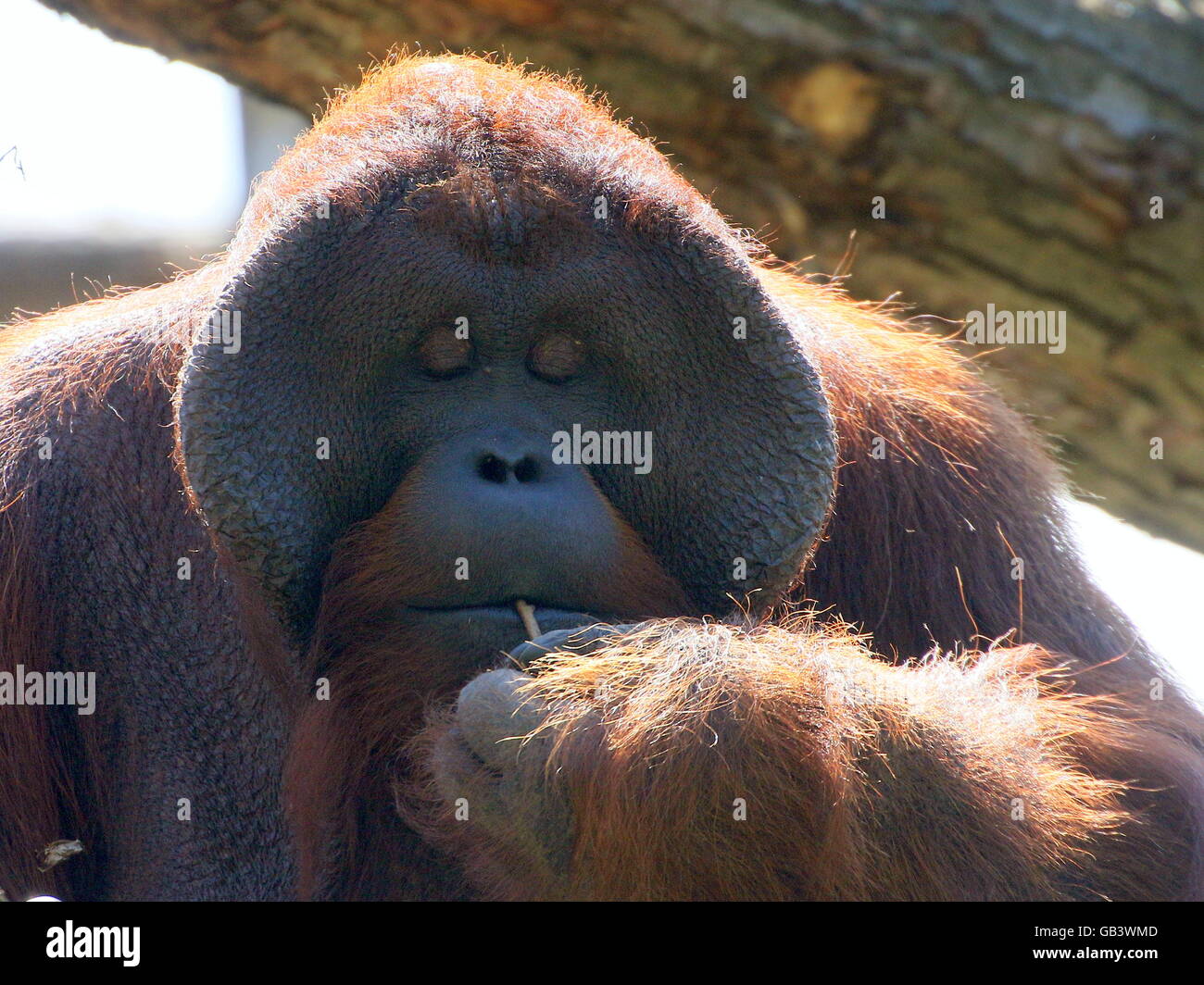 Adult male orangutan face hi-res stock photography and images - Alamy