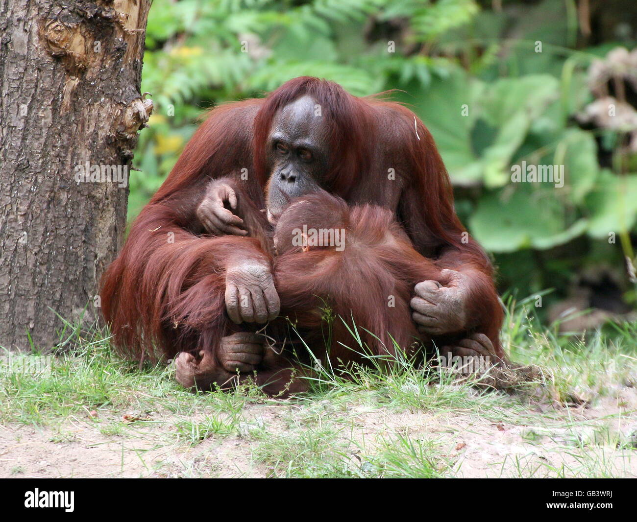 Mother Bornean orangutan (Pongo pygmaeus) called Josje holding her son ...