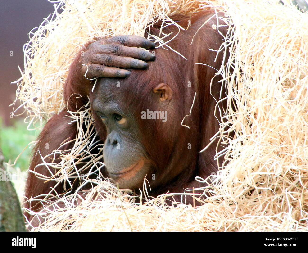 Orangutang hand close up hi-res stock photography and images - Alamy