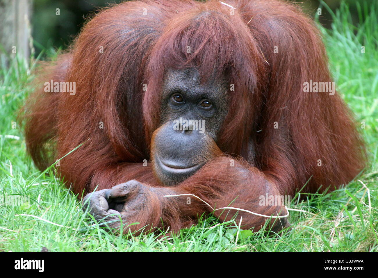 Mature female Bornean orangutan (Pongo pygmaeus), watchful eyes Stock ...