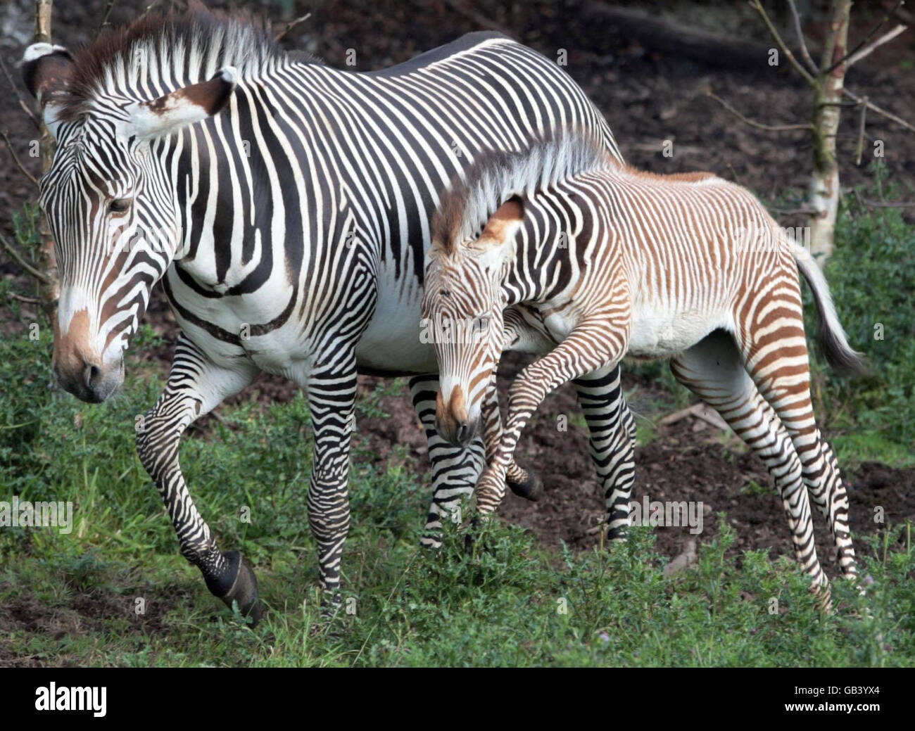 Baby zebra born at Edinburgh Zoo Stock Photo - Alamy