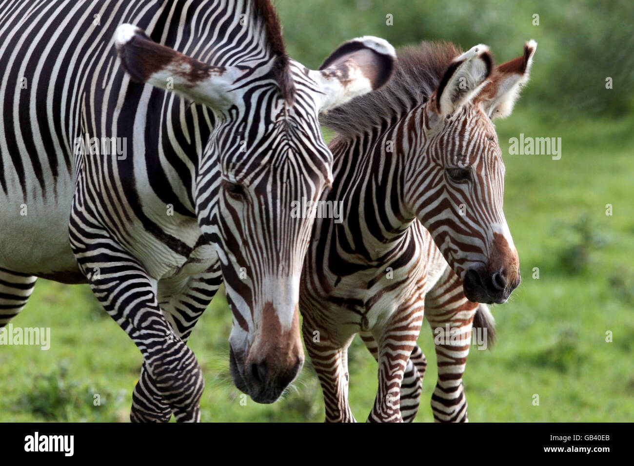 Baby zebra born at Edinburgh Zoo Stock Photo - Alamy