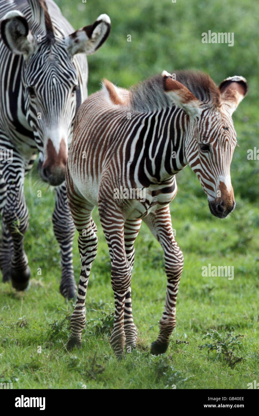 Baby zebra running hi-res stock photography and images - Alamy