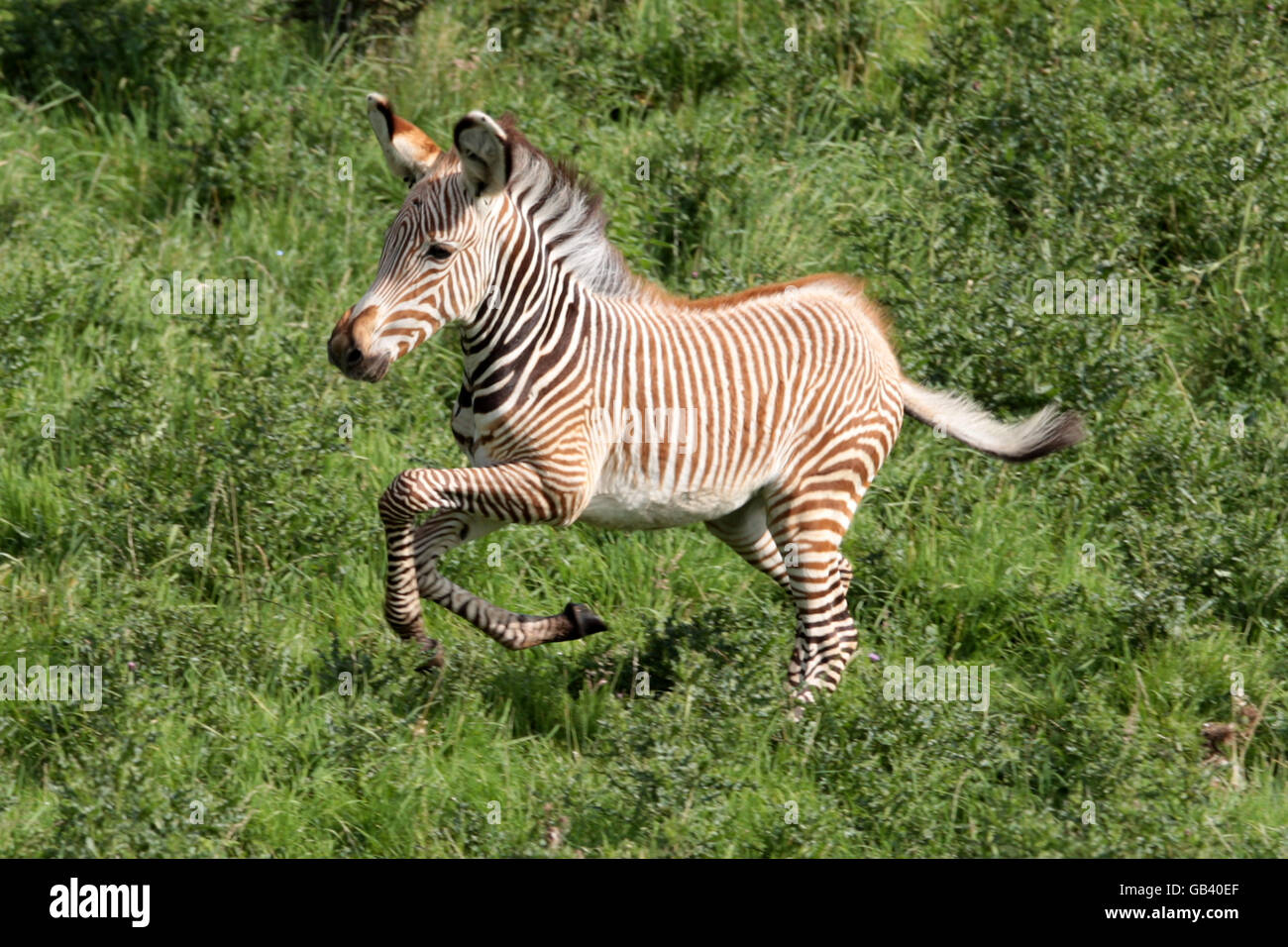 Baby zebra born at Edinburgh Zoo Stock Photo - Alamy