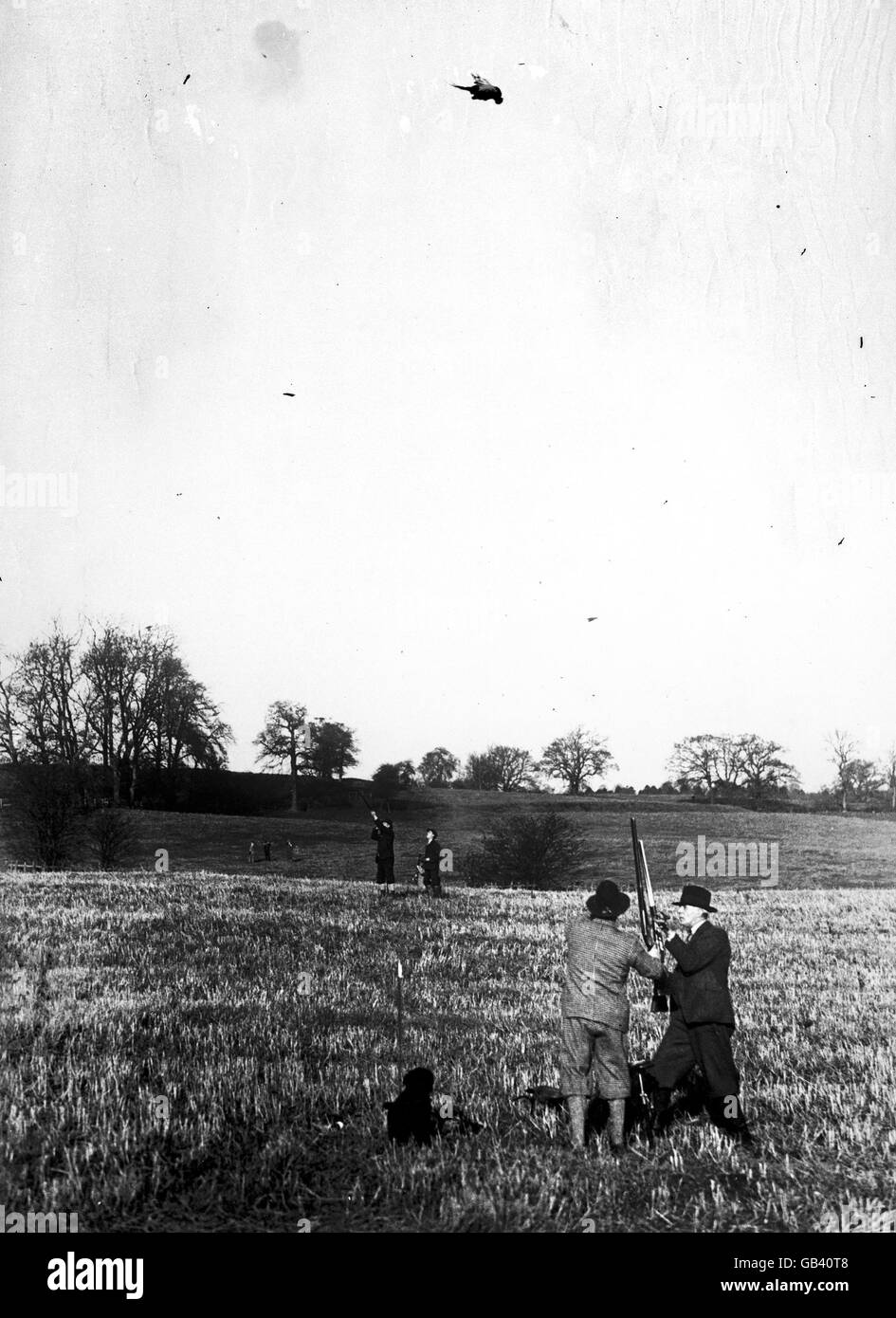 Gun Dog trials - Sutton Scotney - 1950 Stock Photo - Alamy