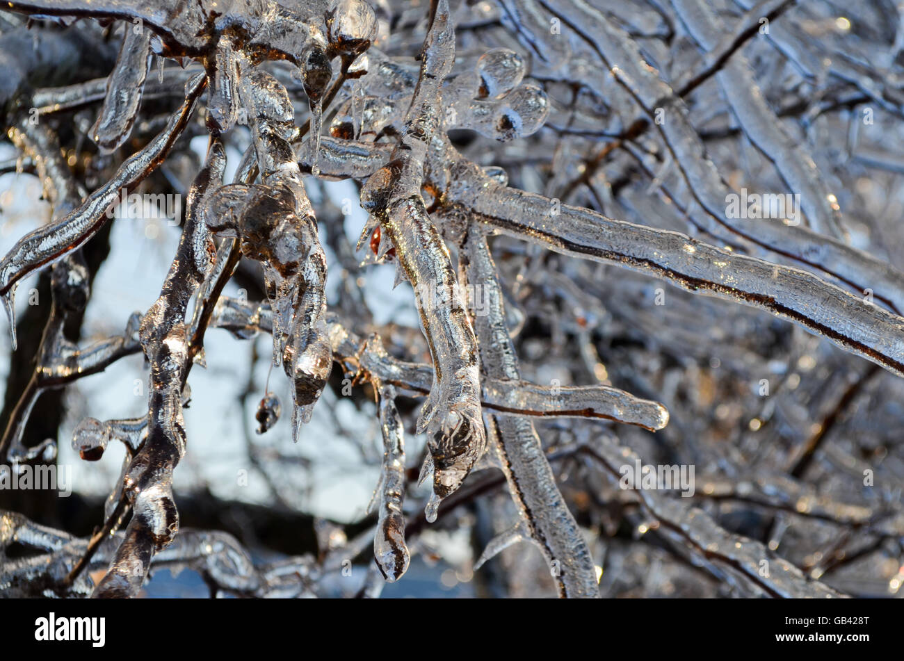 Iced tree hi-res stock photography and images - Alamy