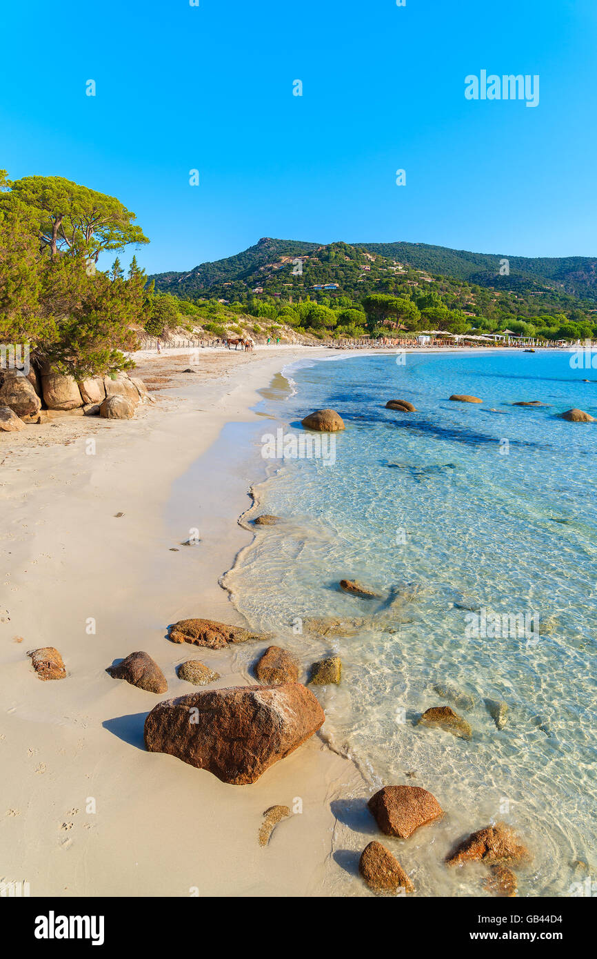 Sandy beautiful Palombaggia beach with azure sea water, Corsica island ...
