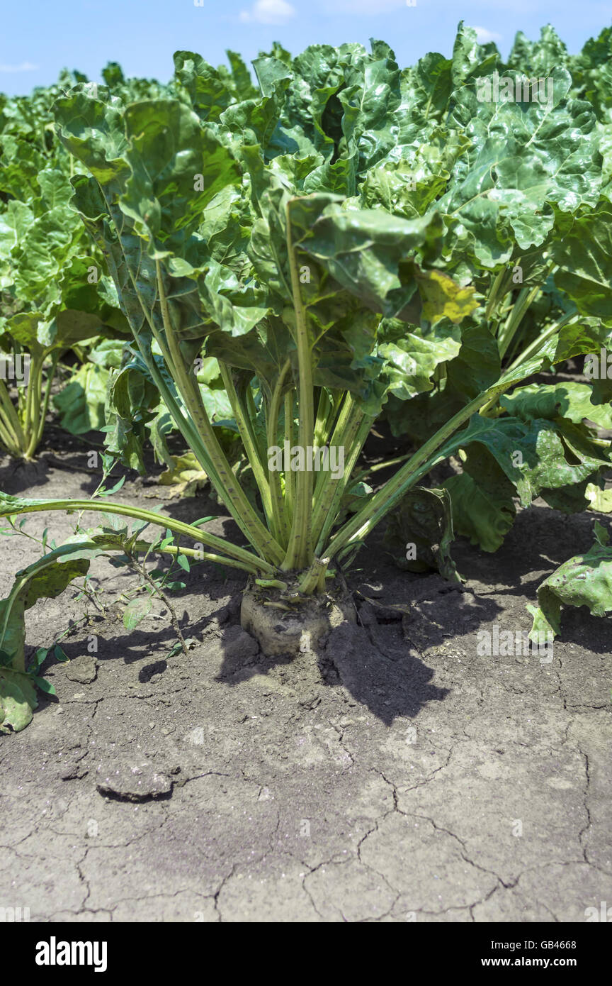 Sugar beet seed hi-res stock photography and images - Alamy