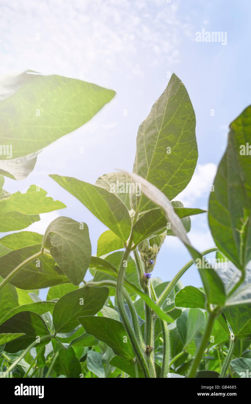 Soy plant leaves hi-res stock photography and images - Alamy