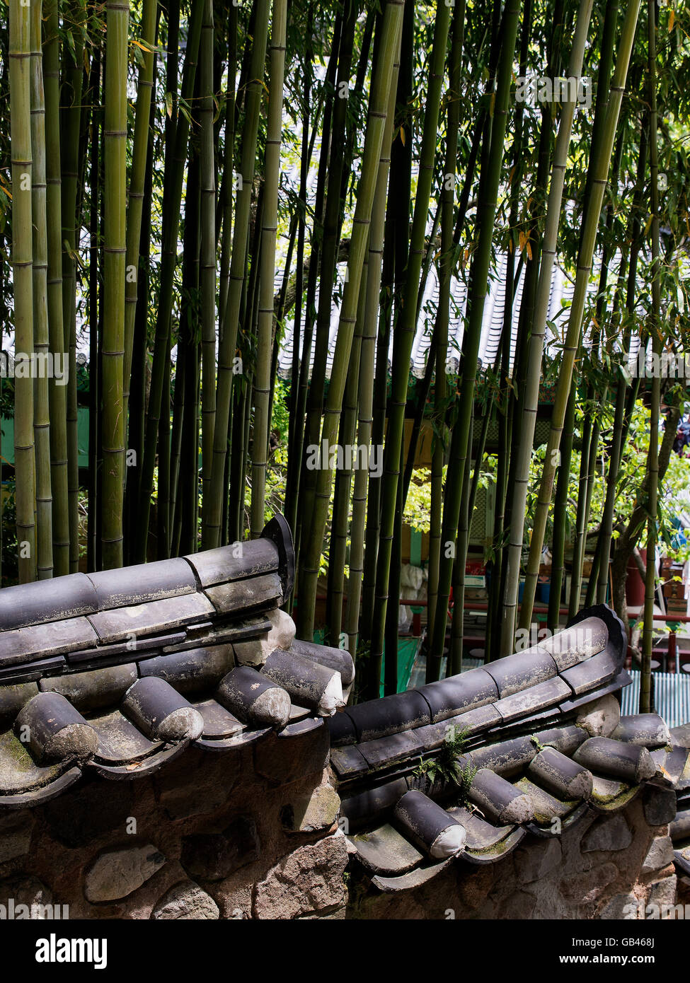 bamboo, buddhist temple Beomosa near Busan, province Gyeongsangnam-do ...
