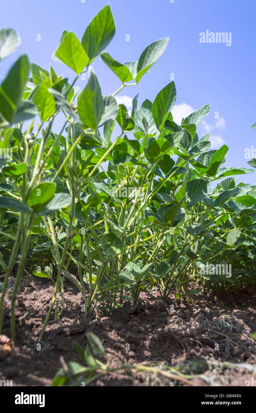 Agricultural soy plantation hi-res stock photography and images - Alamy