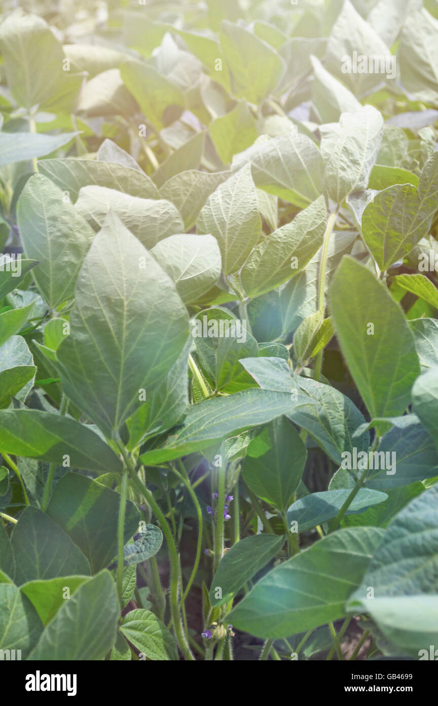 Soy plant field hi-res stock photography and images - Alamy
