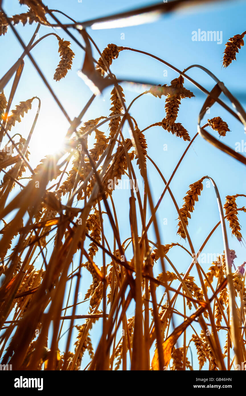 Sun over wheat field in summer. Selective focus Stock Photo - Alamy