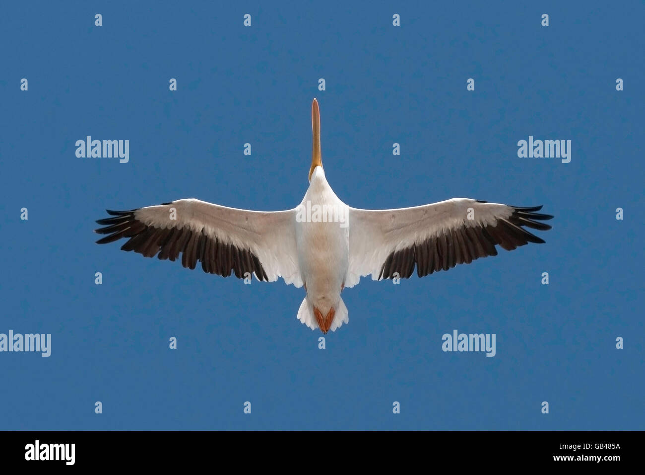 White Pelican in flight Stock Photo - Alamy