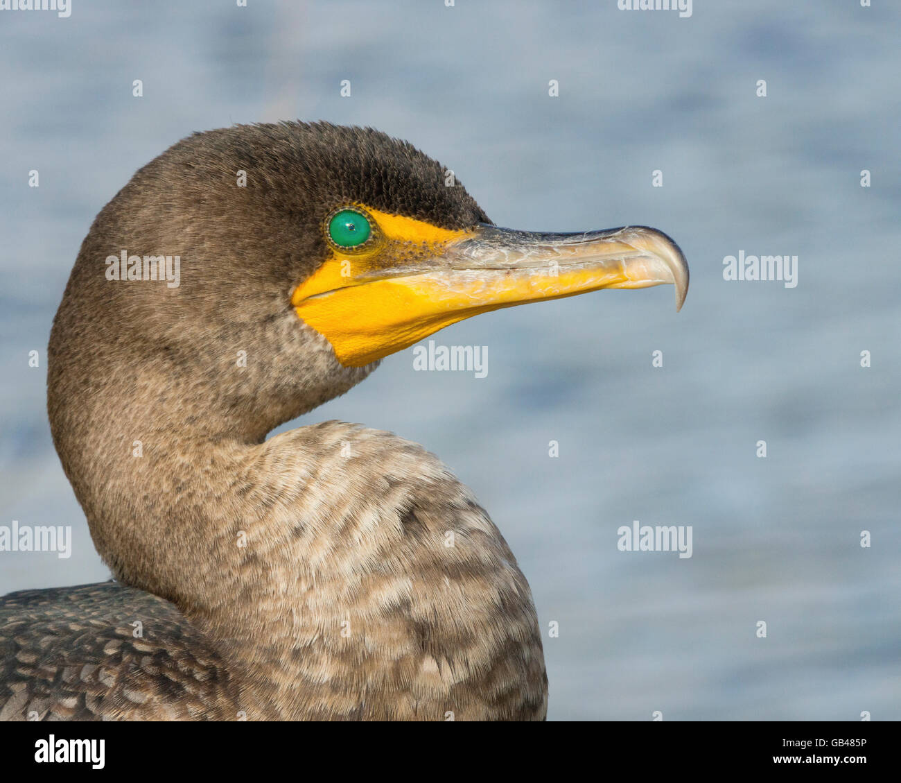 Close double crested cormorant hi-res stock photography and images - Alamy