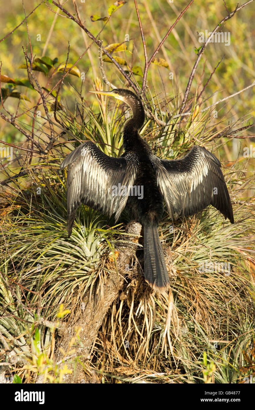 Anhinga bird drying its wings Stock Photo - Alamy
