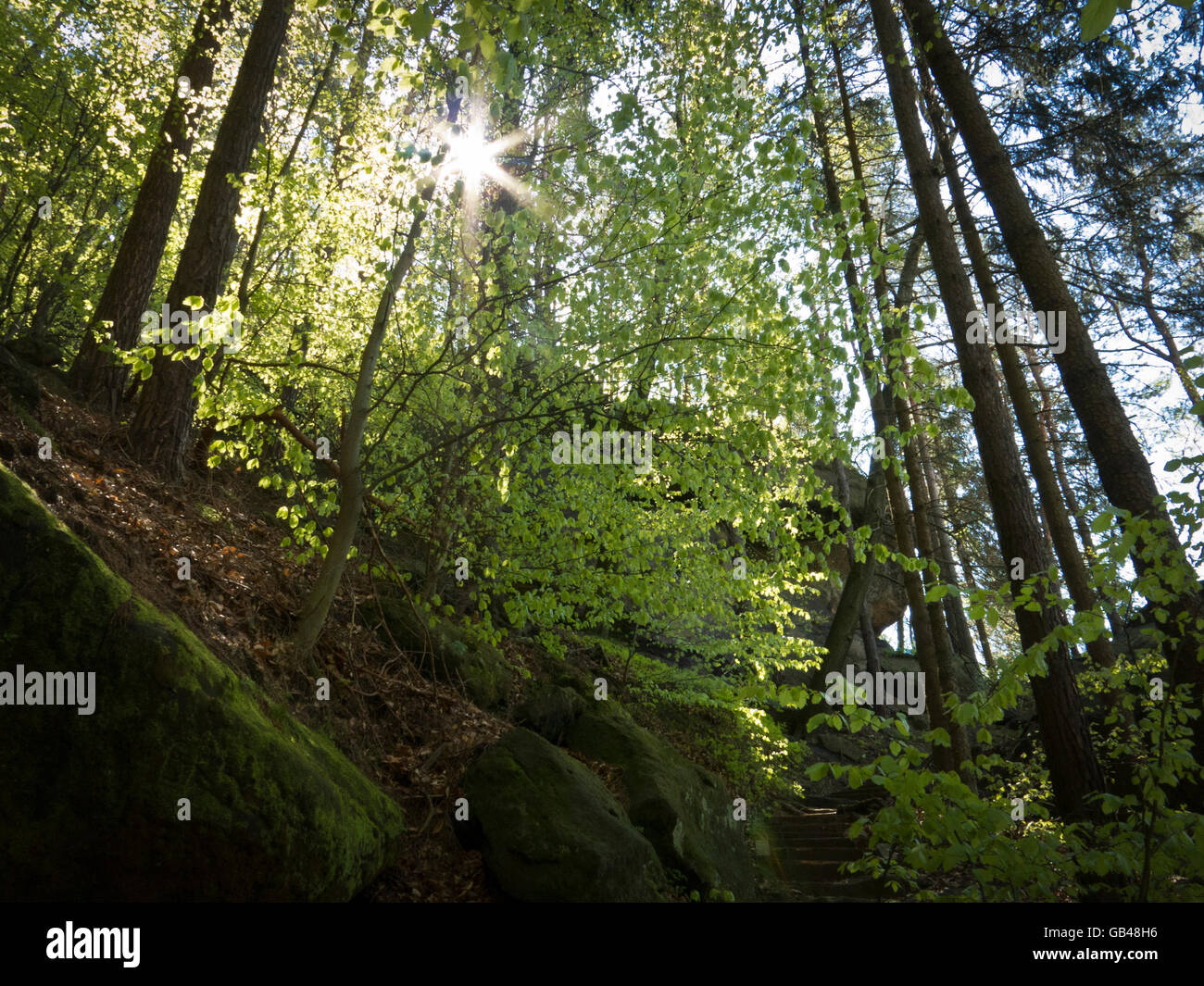 Gruner wald hi-res stock photography and images - Alamy