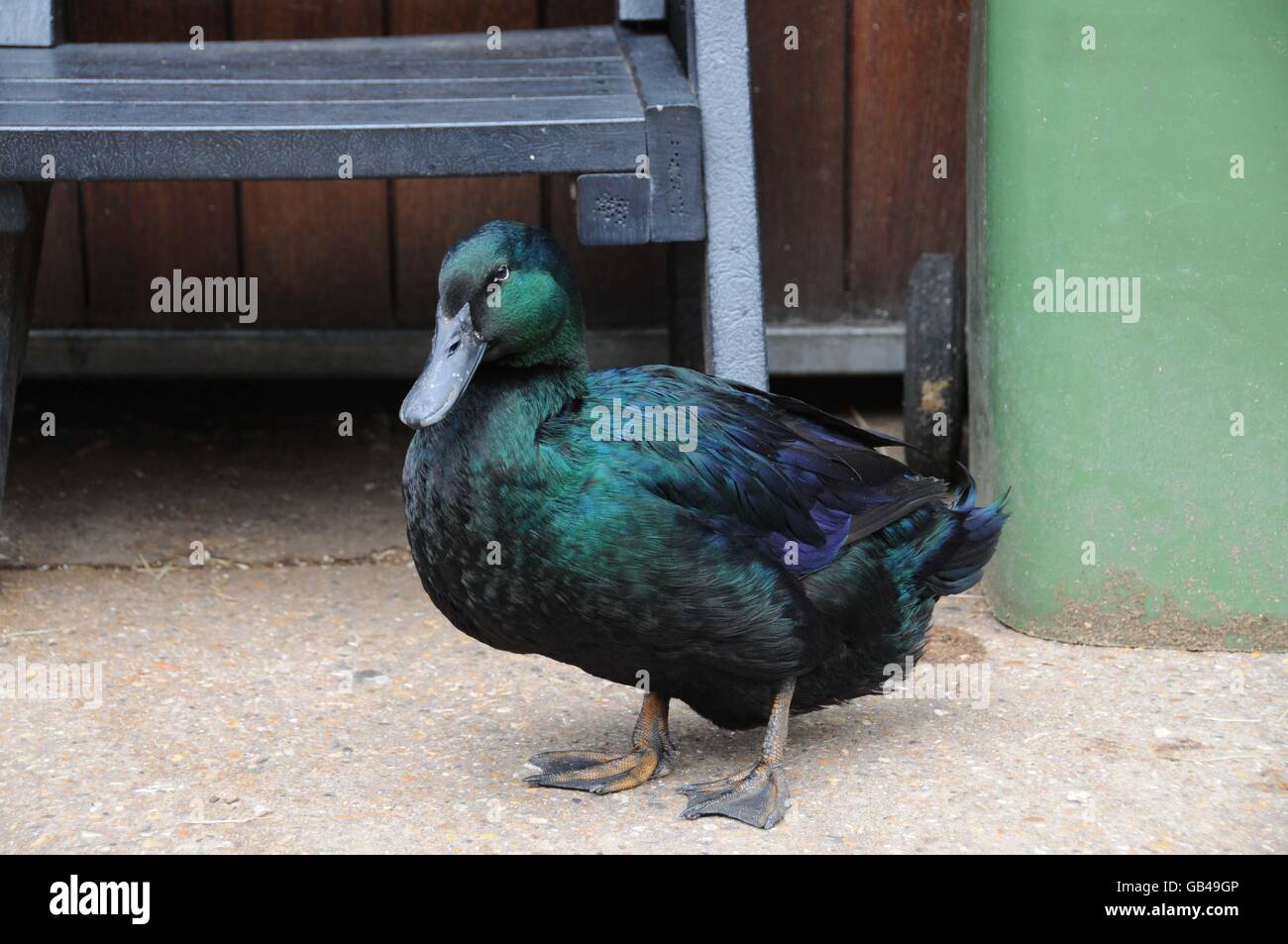 Human webbed feet hi-res stock photography and images - Alamy