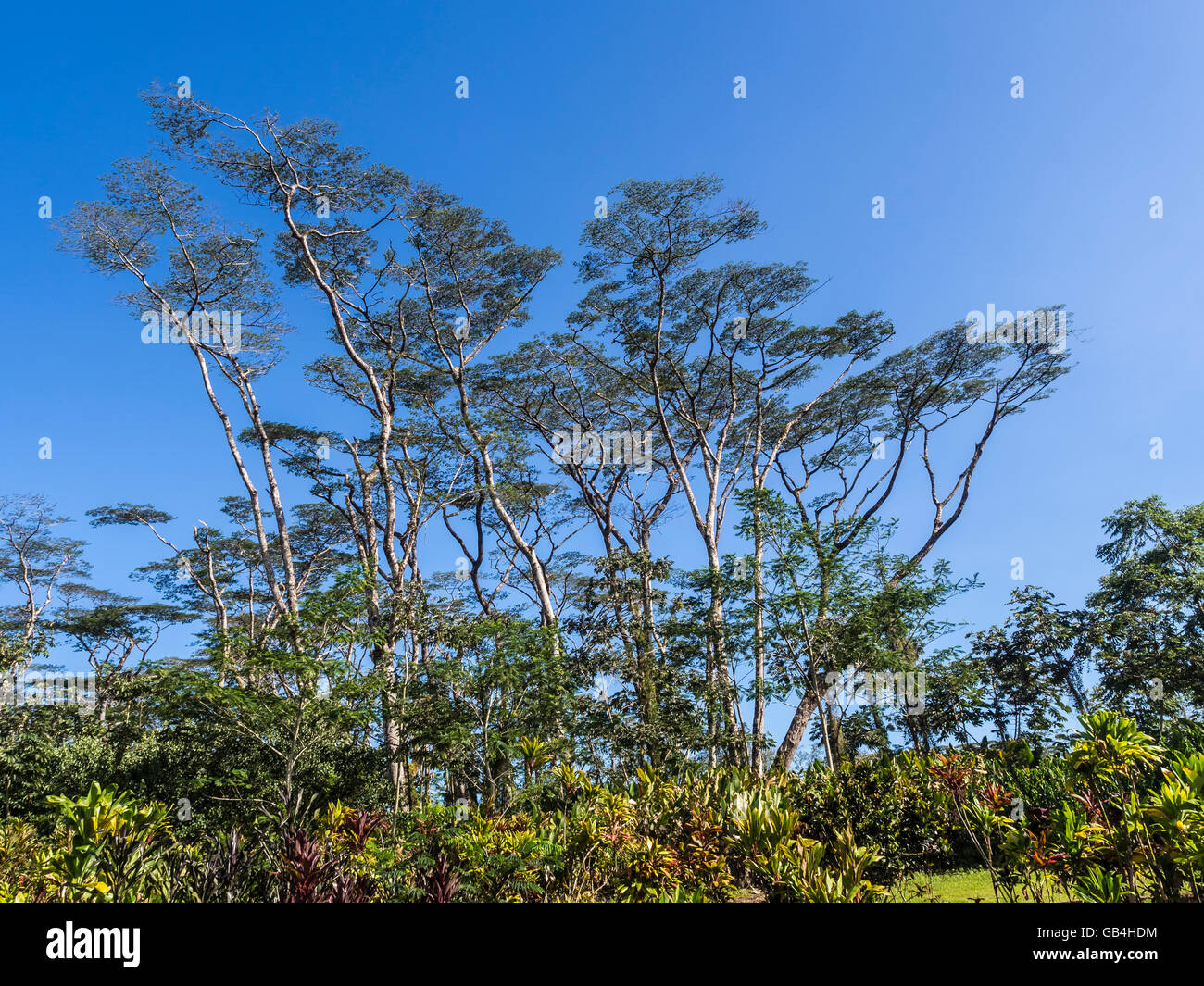 lava trees in hawaii Stock Photo - Alamy