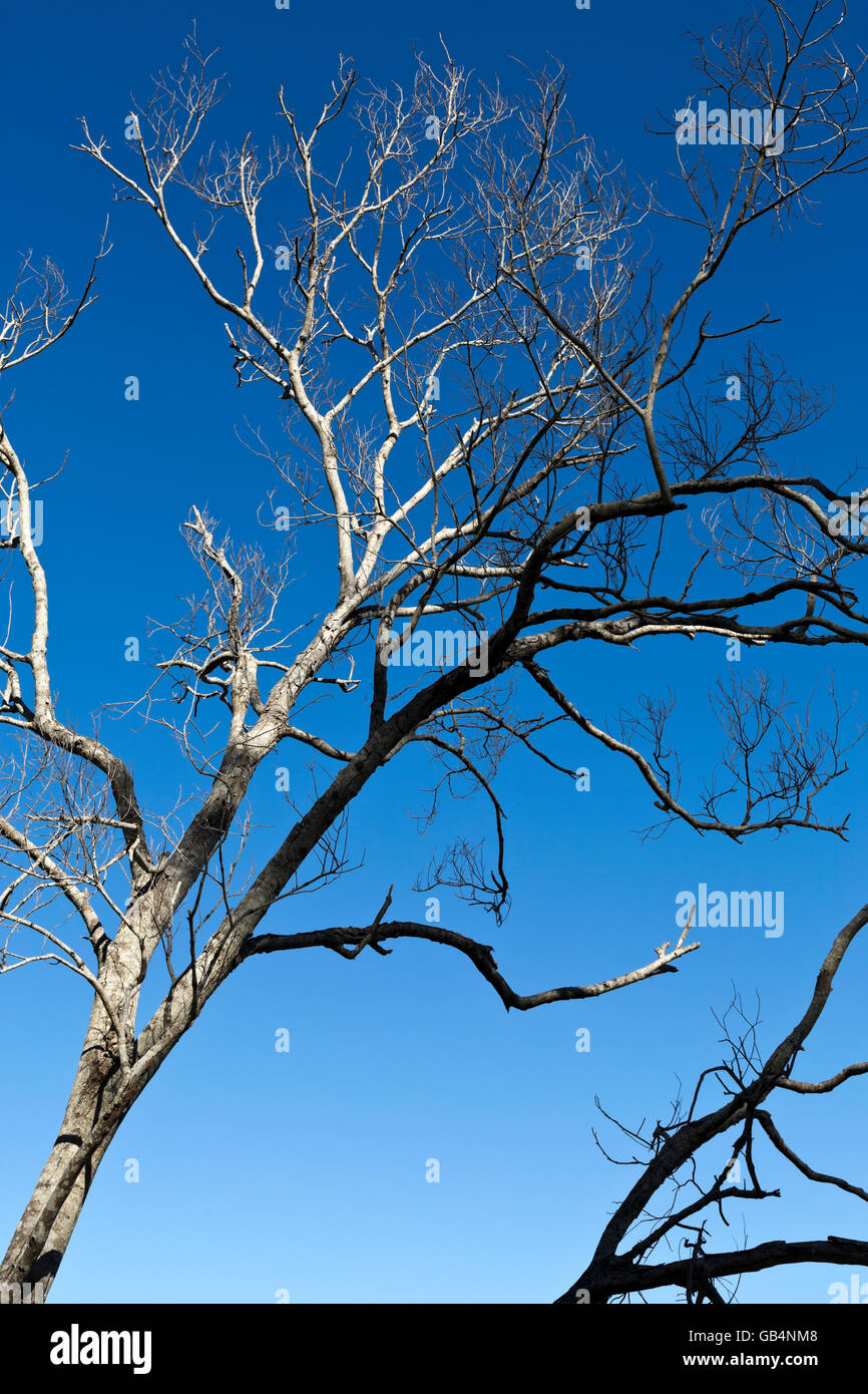 Branches of a dead tree scratching the blue sky Stock Photo - Alamy