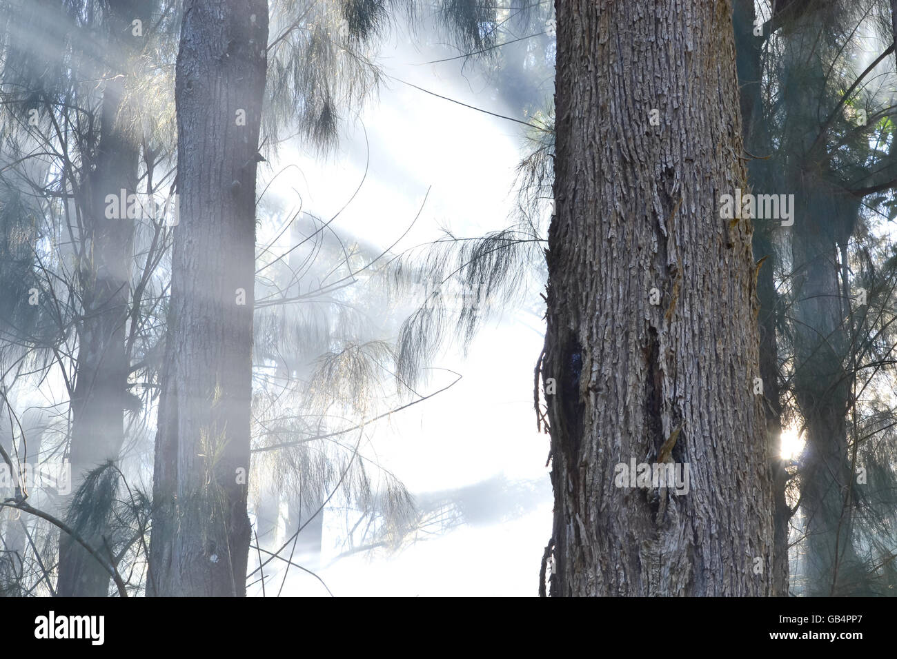 Smoke from fire in a pine grove Stock Photo - Alamy