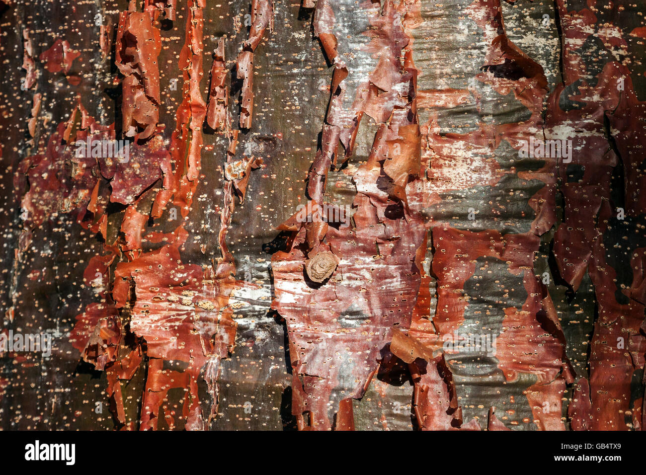 Almacigo tree hi-res stock photography and images - Alamy