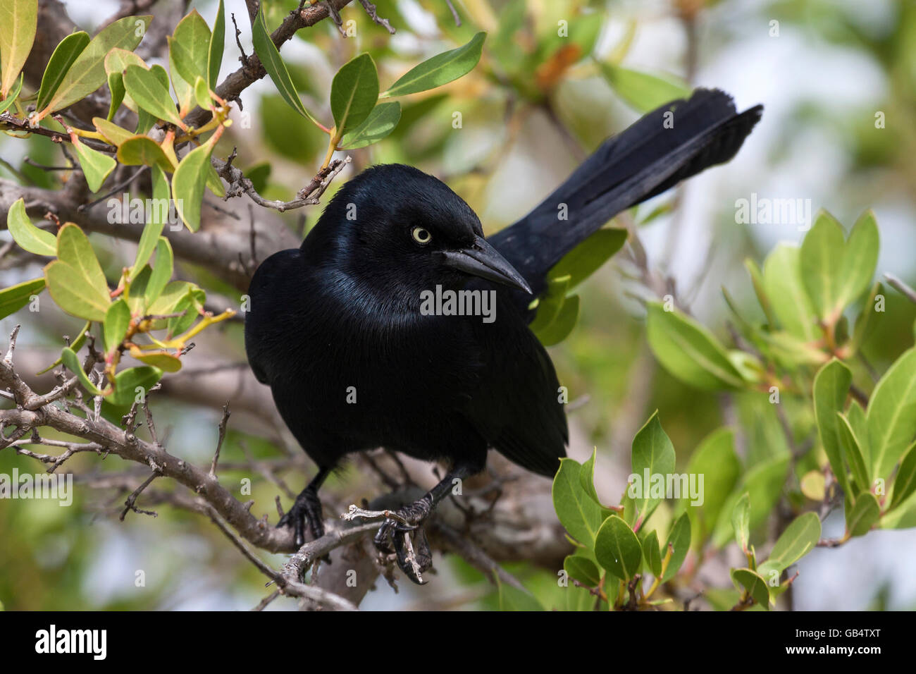 Quiscalus niger hi-res stock photography and images - Alamy