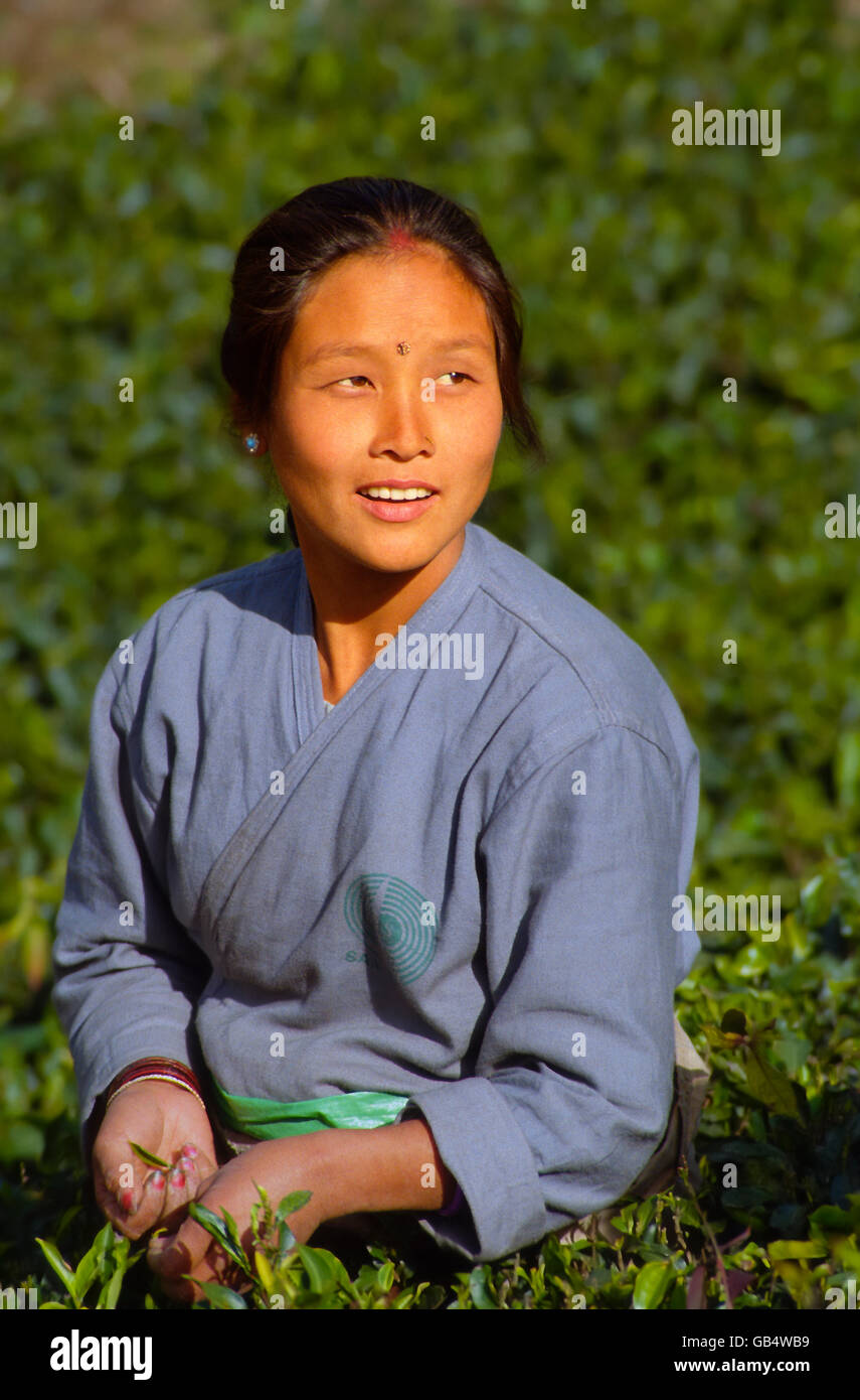 Woman harvesting tea leaves, Happy Valley Tea Estate, Darjeeling, India ...