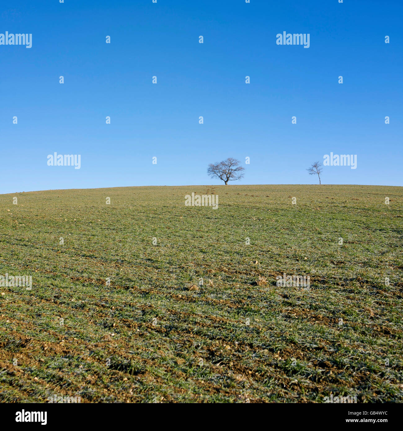 Landscape with solitary trees Stock Photo - Alamy
