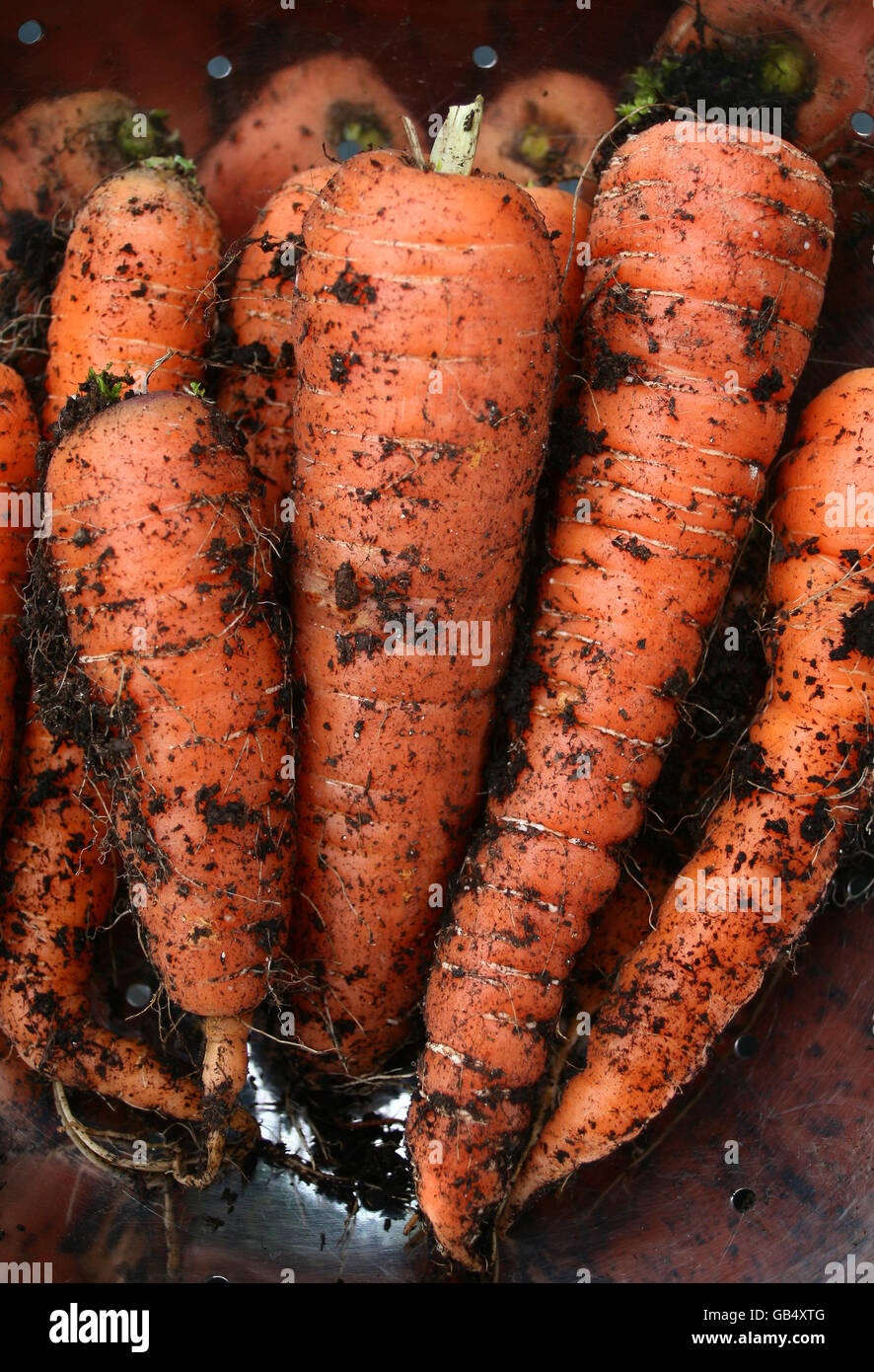 Muddy carrot hi-res stock photography and images - Alamy