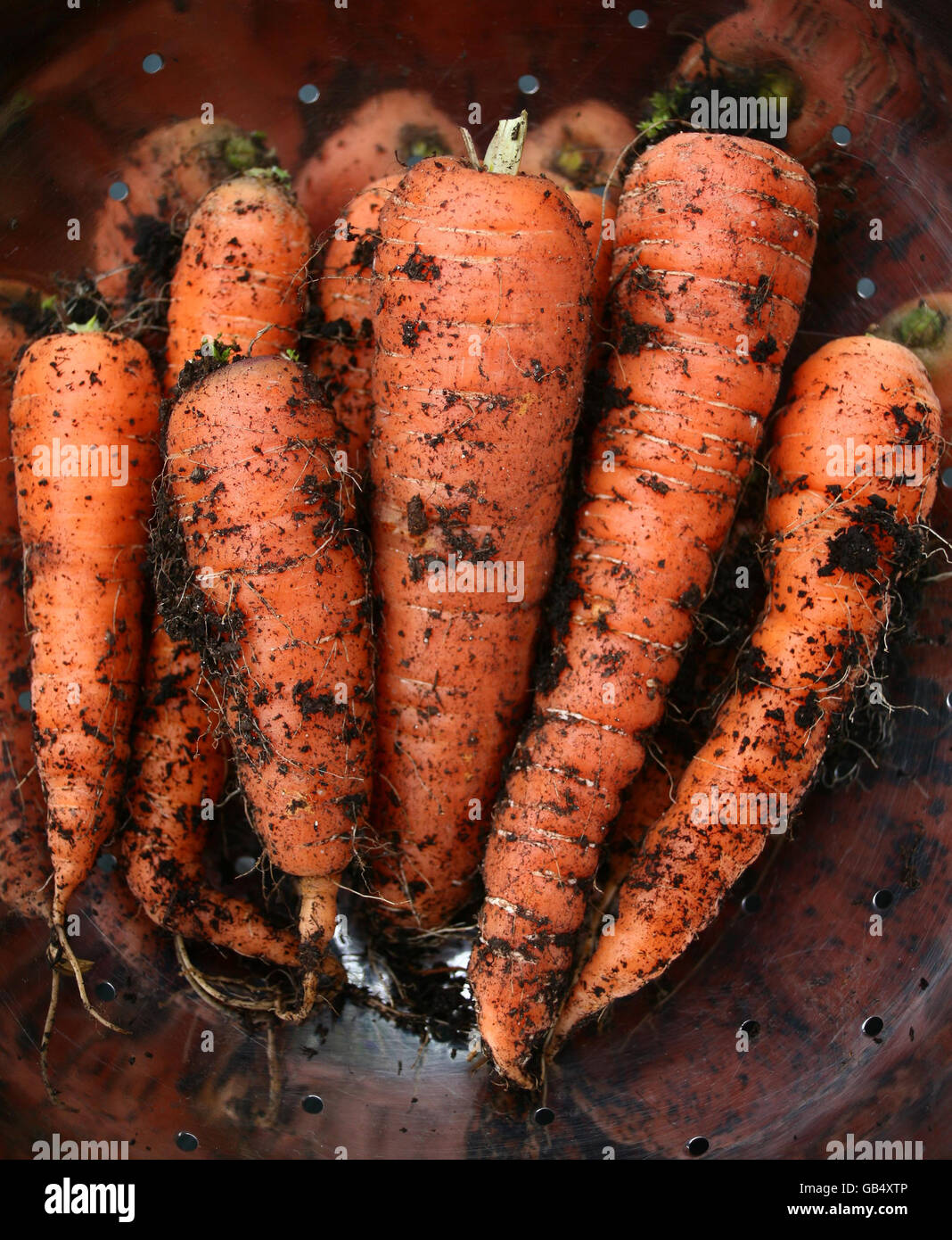 Generic stock photo of home grown carrots freshly picked from a garden ...