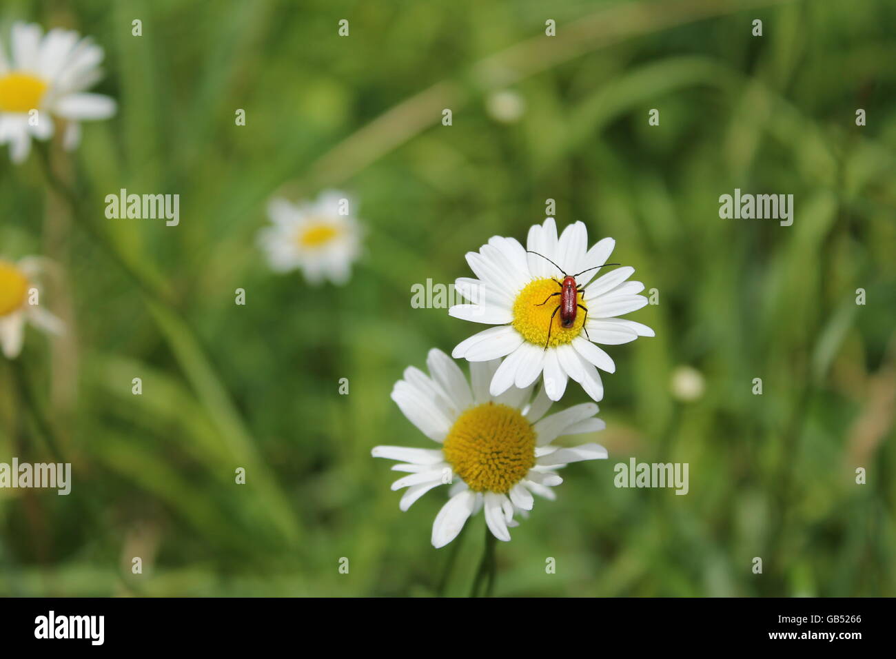 A bug on an oxeye daisy at the Morton Arboretum in Lisle IL, USA Stock ...