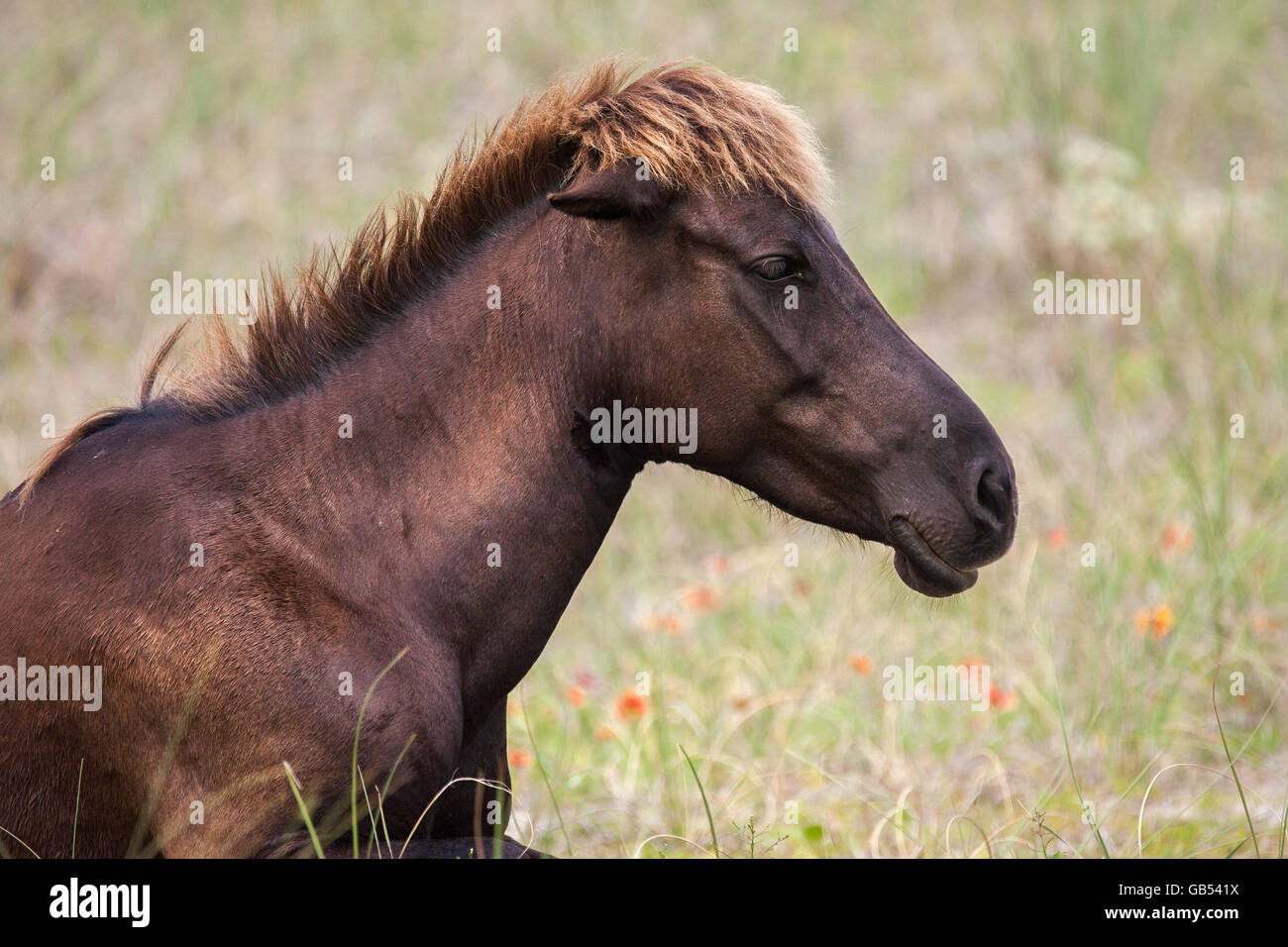 Wild horse mare hi-res stock photography and images - Alamy