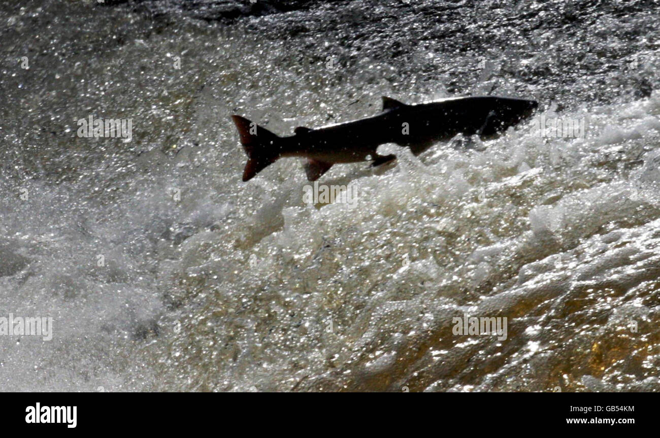 Atlantic Salmon try to make their way up stream by jumping the Could on ...