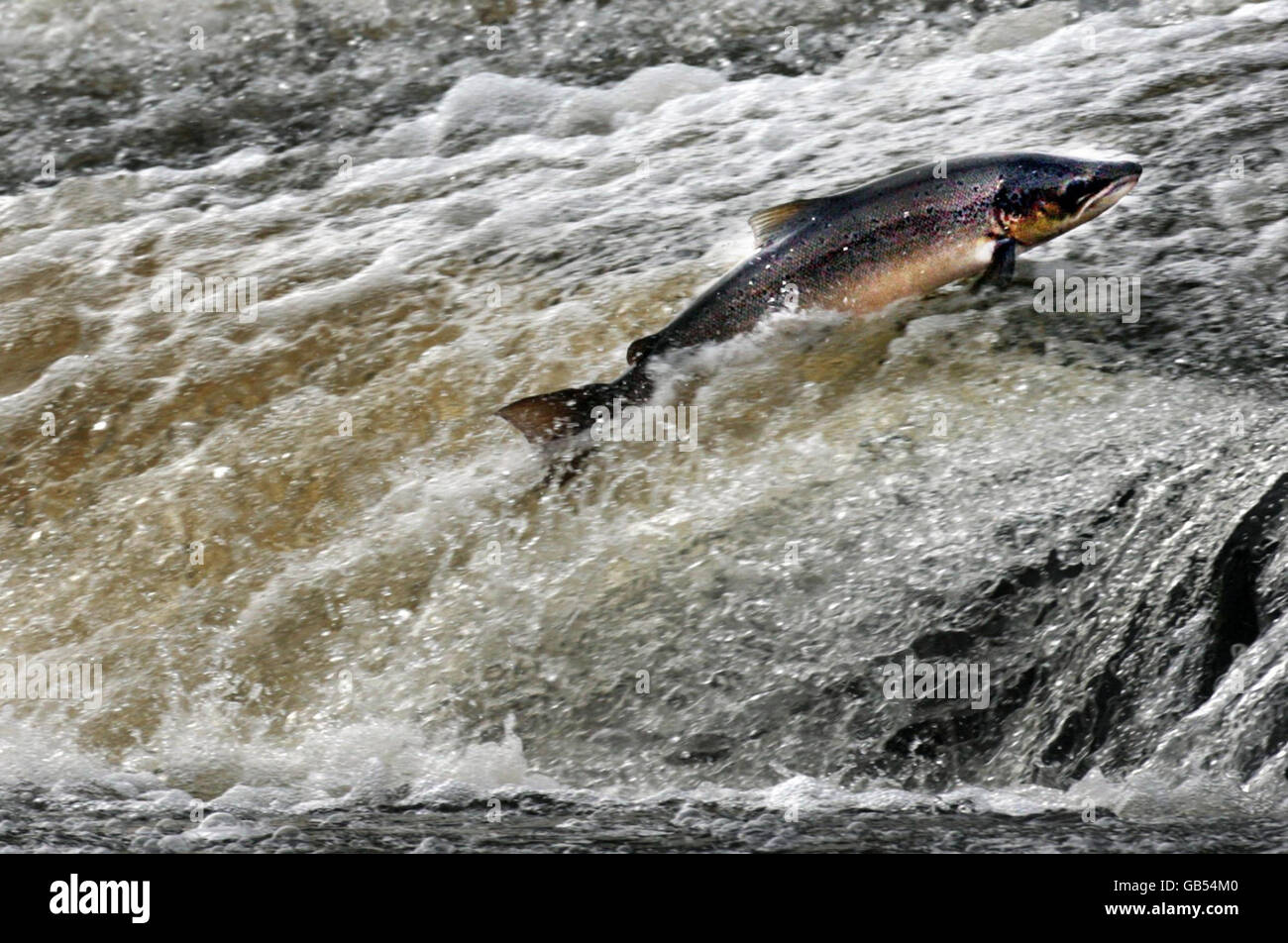 Atlantic Salmon try to make their way up stream by jumping the Could on the Ettrick river near ...