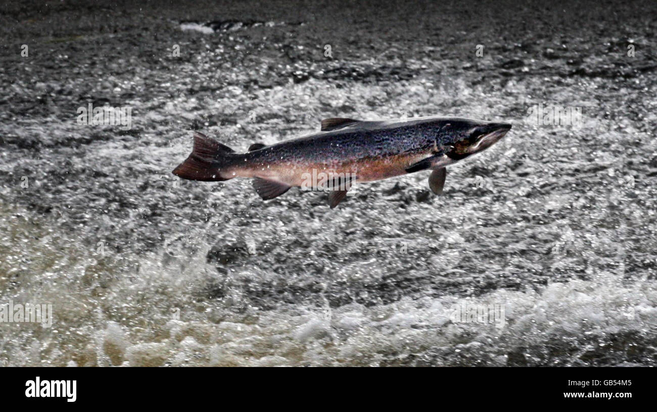 Salmon on the ettrick hi-res stock photography and images - Alamy