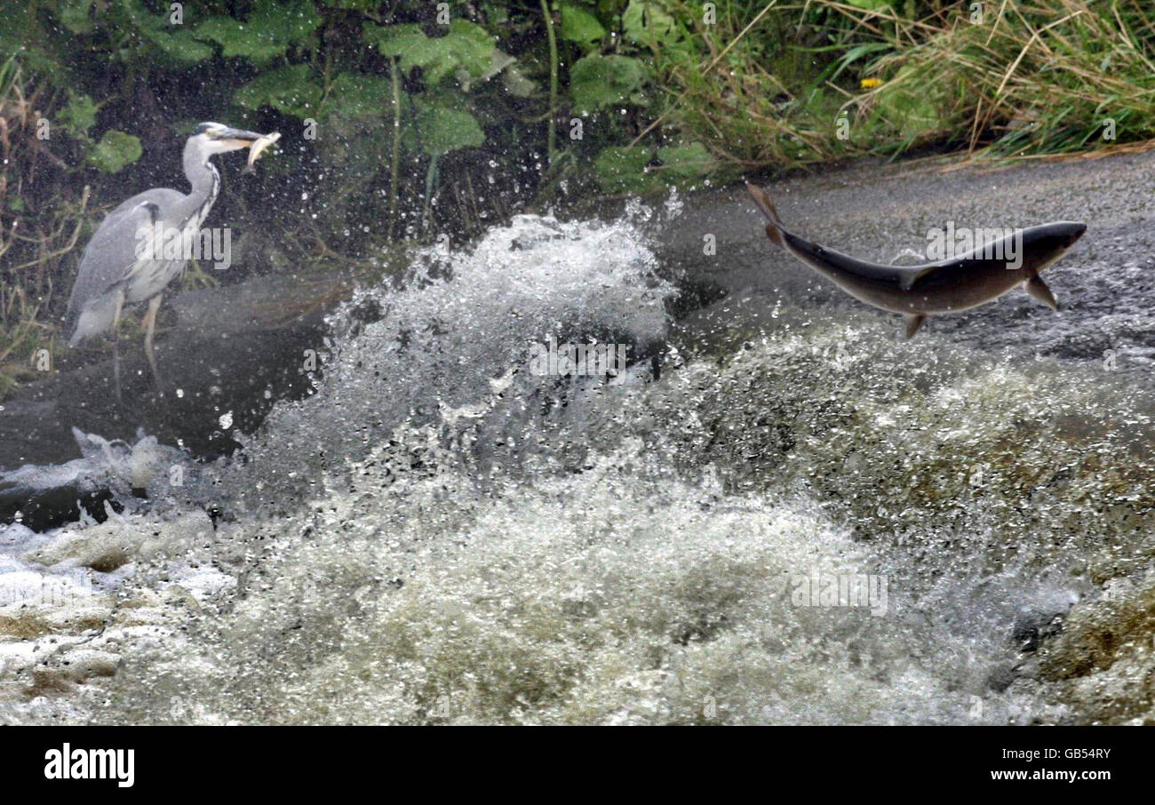 An Atlantic Salmon makes its way up stream by jumping the Could on the ...