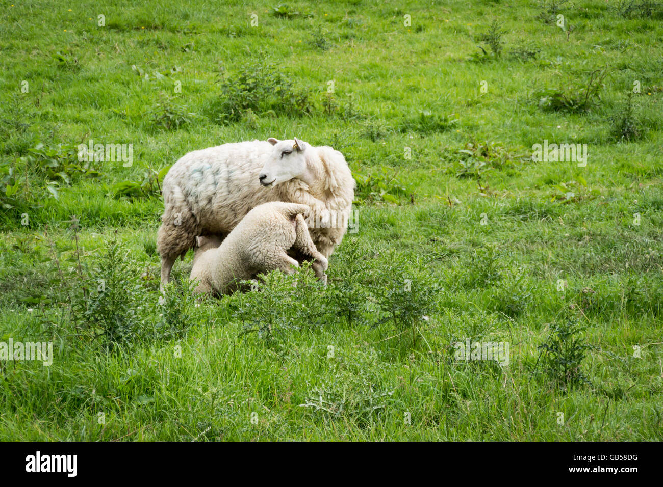 A sheep feeding her lamb Stock Photo - Alamy