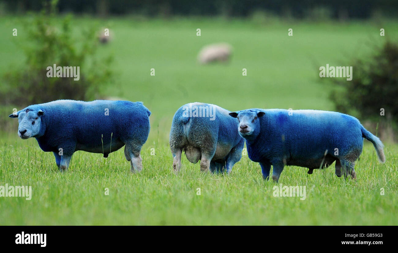 Dwarf Blue Sheep