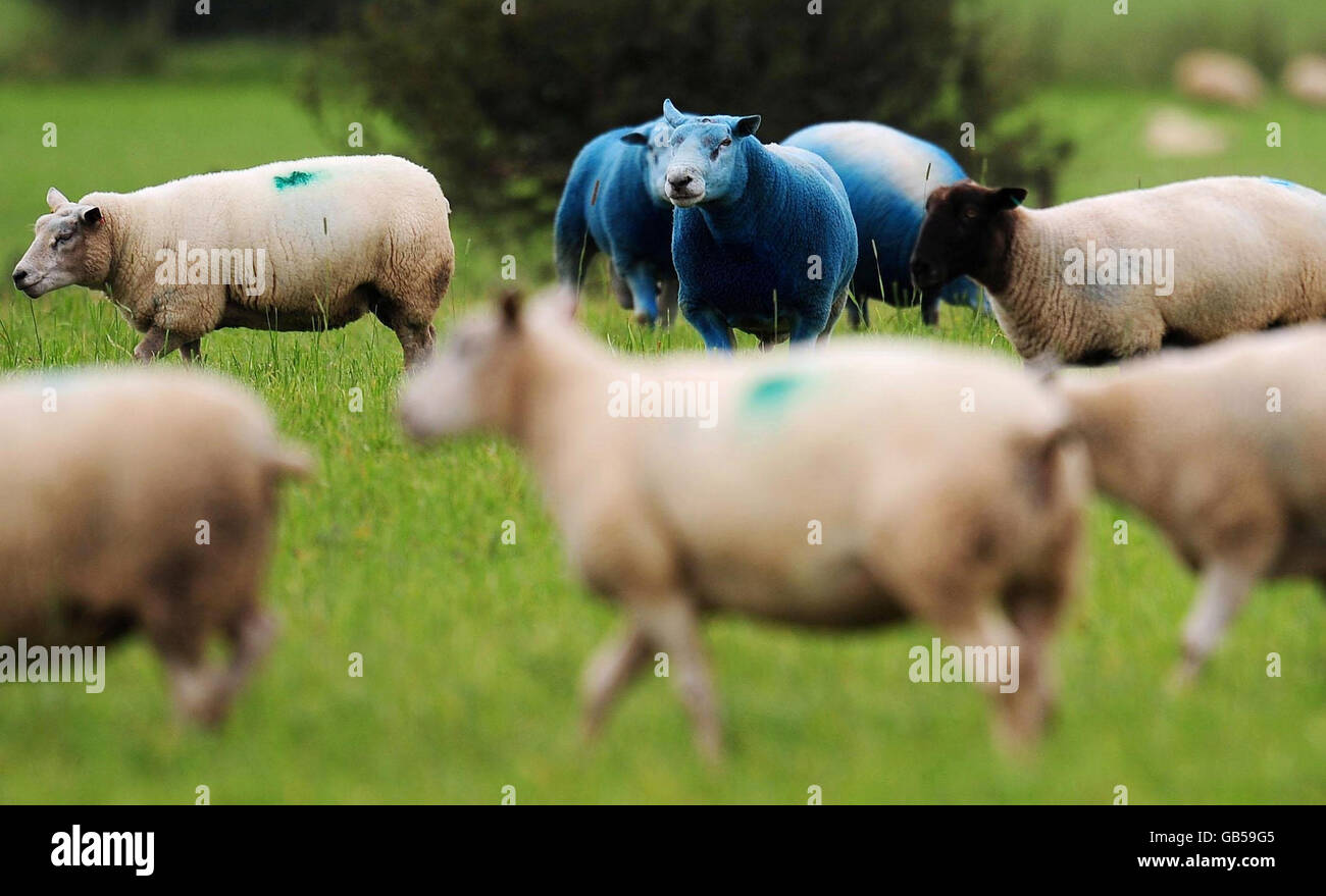 A general view of sheep on a farm near the A19 in Newcastle that have ...