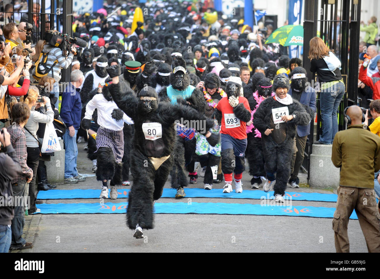 The Great Gorilla Run Stock Photo - Alamy