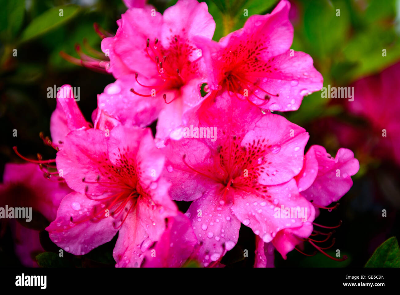 Beautiful azaleas captured in Virginia Beach Stock Photo - Alamy